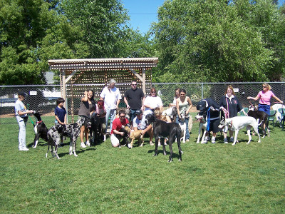 Great Dane Meetup – FORDOG: SUPPORTING PHOENIX DOG PARK